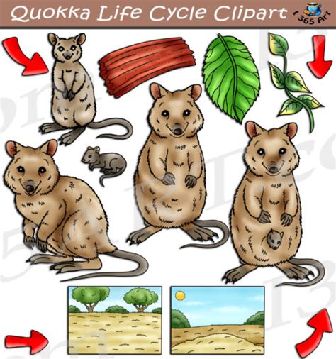 Quokka Life Cycle Clipart Set Download Clipart 4 School
