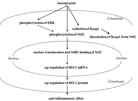 lansoprazole exerts anti inflammatory effect through up regulation of