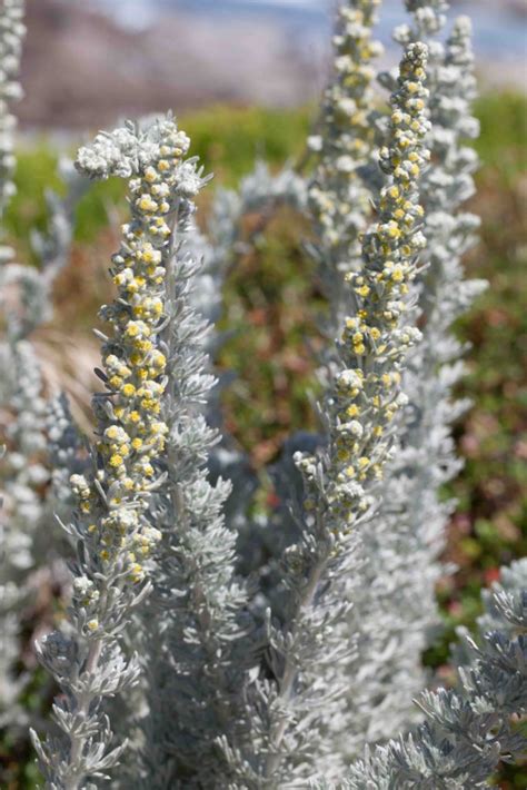 Asteraceae Artemisia Monflora