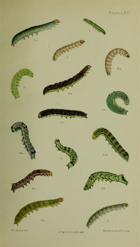 Green Caterpillar Identification Guide 18 Common Types 58 Off