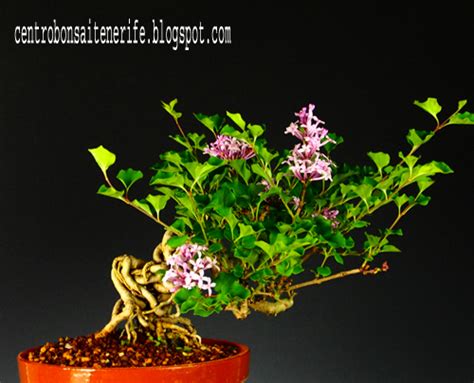 Centro Bonsai Tenerife Floración De Lilo Syringa Sp Lilo Bloom