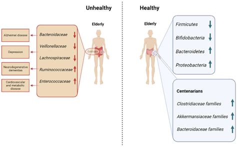 Interventions On Gut Microbiota For Healthy Aging