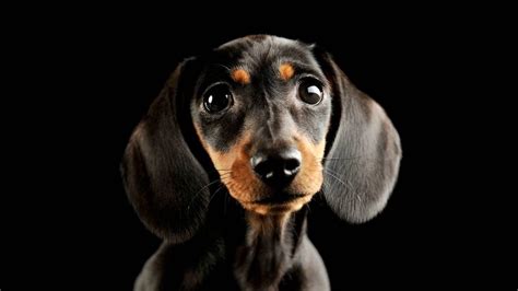 Hunder Kan Gråte Av Positive Følelser Nrk Norge Oversikt Over