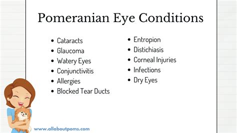 11 Most Common Pomeranian Eye Problems