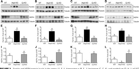 Figure 2 From Hephaestin And Ceruloplasmin Play Distinct But