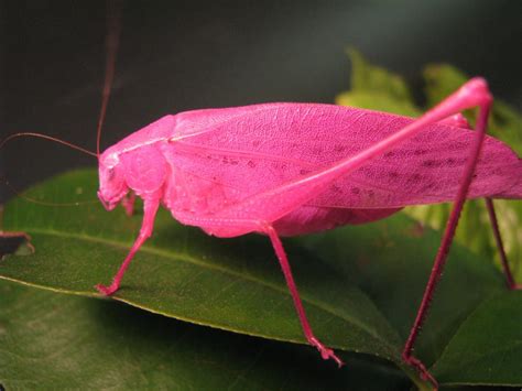 Three Rare Pink Katydids Added To Audubon Insectarium Entertainment Life
