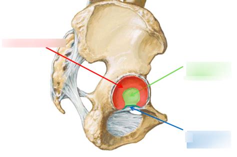 Bone Diagram Quizlet
