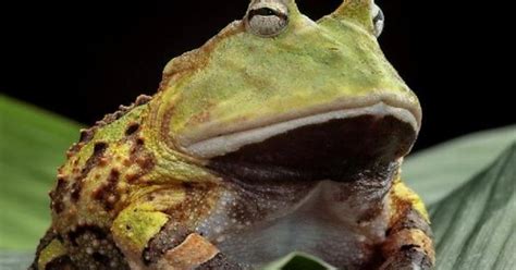 Everyone Tweet This Frog At Elon Musk Album On Imgur