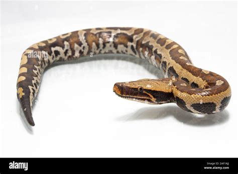 Sumatran Red Blood Python Python Curtis Curtis Commonly Known As Red