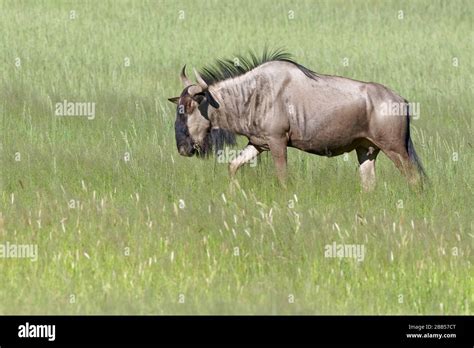Blue Wildebeest Connochaetes Taurinus Adult Female Foraging In The High Grass Kgalagadi
