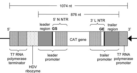 Schematic Diagram Of Structure Of The Nipah Virus Minireplicon Download Scientific Diagram