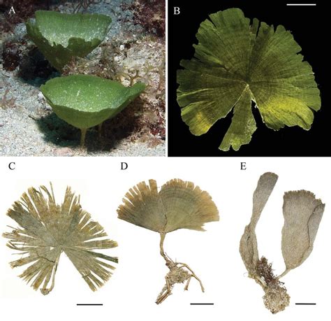Udotea Cyathiformis A U Cyathiformis F Cyathiformis In Situ Habit Download Scientific