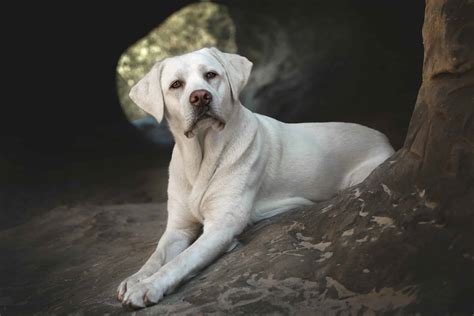 White Labrador An Ultimate Guide To White Labs With Pictures