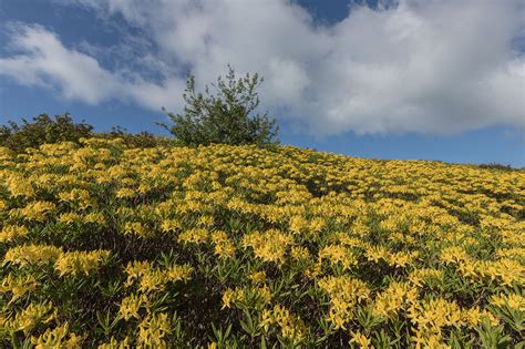Rhododendron luteum - Изображение особи - Плантариум