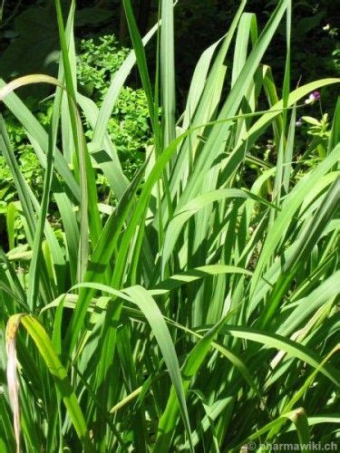 Cymbopogon Winterianus