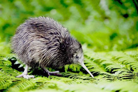 6 Day Old Kiwi Chicks New Zealand