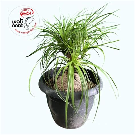 خرید گیاه لیندا یا نخل دم اسبی با قیمت مناسب نادی گاردن