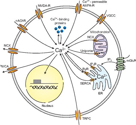 Figure 1 From Imaging Calcium In Neurons Semantic Scholar