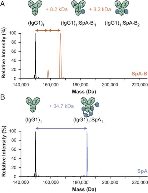 Staphylococcal Protein A Inhibits Complement Activation By Interfering With Igg Hexamer