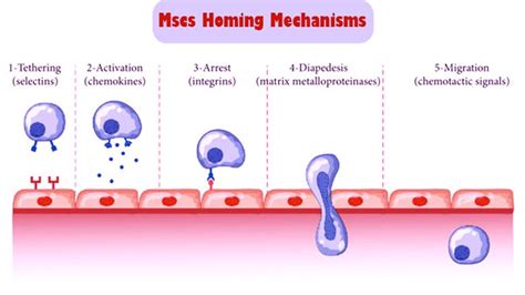 Homing And Migration Of Mesenchymal Stem Cells Stem Cell Care India