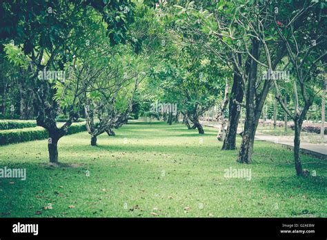 Nature Beautiful Tree Line For A Background To The Subject Vintage Tone Stock Photo Alamy