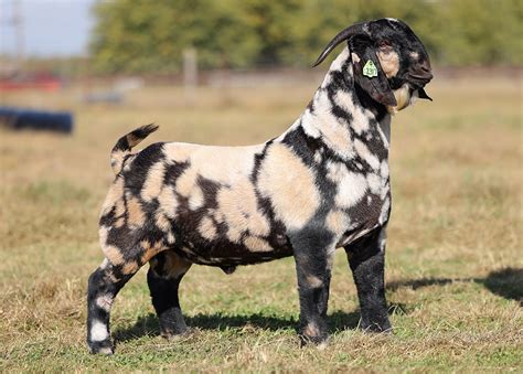 Boer Goat Buck Names