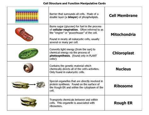 Cell Function Seer Training Cell Function Seer Training
