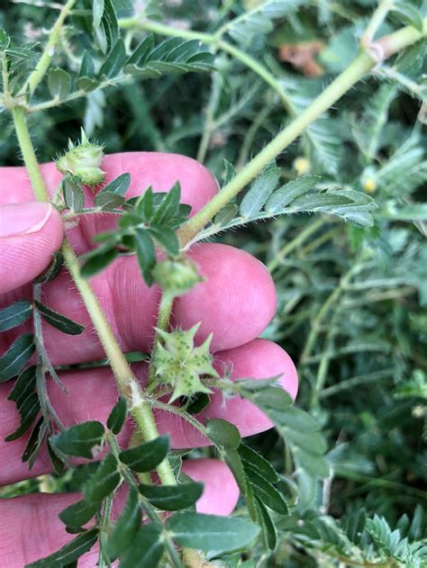 Goats Head Thorns Goathead Tribulus Terrestris Bindii Puncturevine