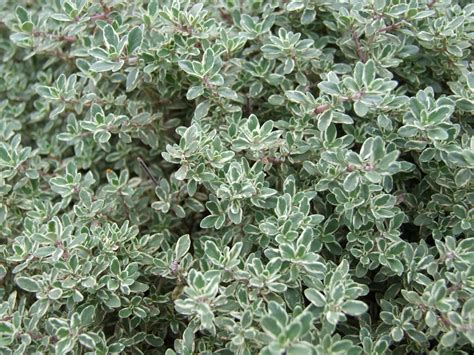 Tomillo Propiedades Usos Y Beneficios El Horticultor