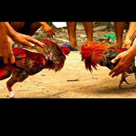 Kss Frams🐓🐓 Youtube