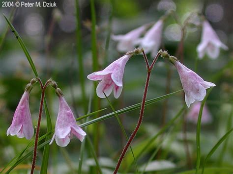 Linnaea Borealis Twinflower Minnesota Wildflowers