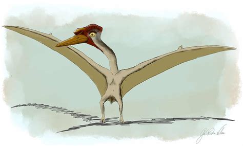 Pterosaurs With Wingspans Wider Than An F 16 Are The Largest Flying