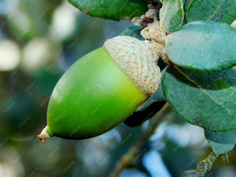 La Bellota O Landa Es Un Fruto Característico De Las Especies Del