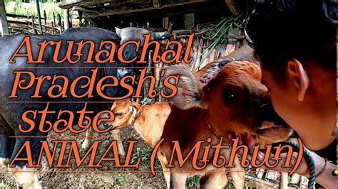 Arunachal Pradeshstate Animal Mithun Youtube