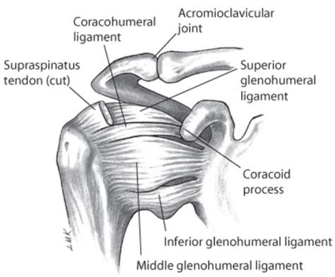 The Shoulder Complex Flashcards Quizlet
