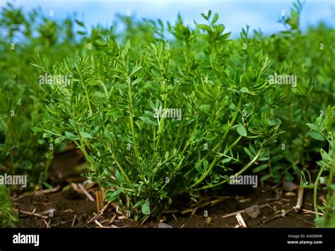 What Do Lentil Plants Look Like At Oliver Goodisson Blog