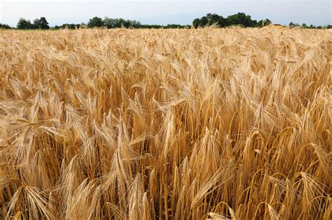 Weizenfeld Mit Reifen Ähren Die Im Sommer Erntereif Sind Stockfoto und ...