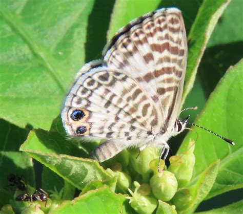 34 Ken Carman Flickr