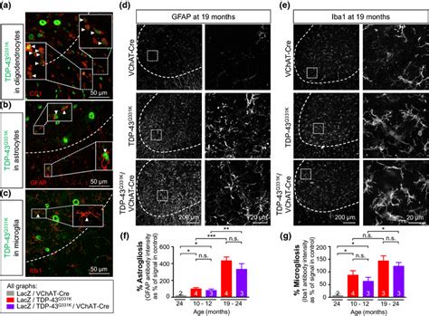 A Non Cell Autonomous Contribution Of Mutant Tdp 43q331k To Disease