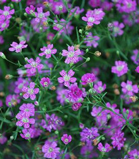 İstanbul Toptan Cipso Çiçek Çeşitleri Ve Fiyatları Emek Tarım