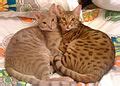 Ocicat Wikipedia