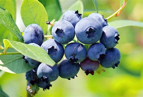 Ag International Fresh Fruit Distributors Indias Trusted Sourcing