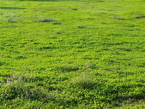 Green Grass Space Flora Park Photo Background And Picture For Free