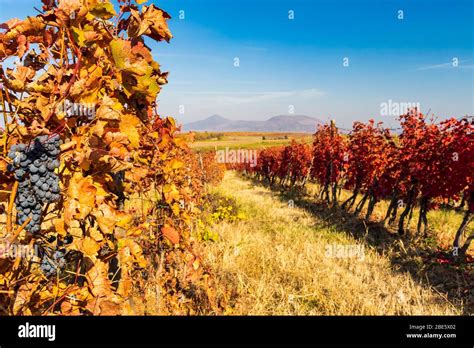 Eger Vineyard Hi Res Stock Photography And Images Alamy