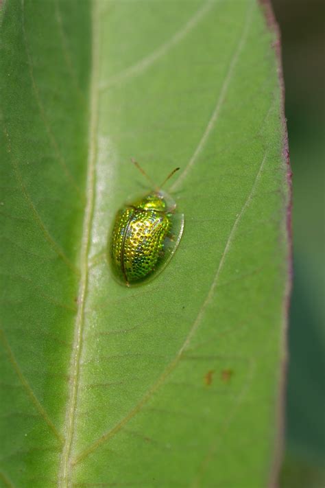 Golden Tortoise Beetle Leaf Free Photo On Pixabay Pixabay