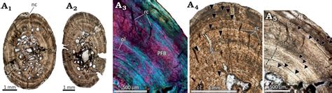 Analyse Ostéohistologique De Priosphenodon Dinozoïque Tratayenia Et