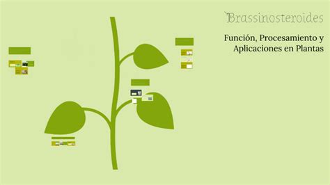 Brassinosteroides By Johan Steven Romero Silva On Prezi
