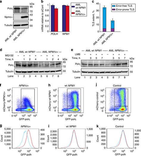 the npm1c mutation causes dna polη degradation and tls deficiency