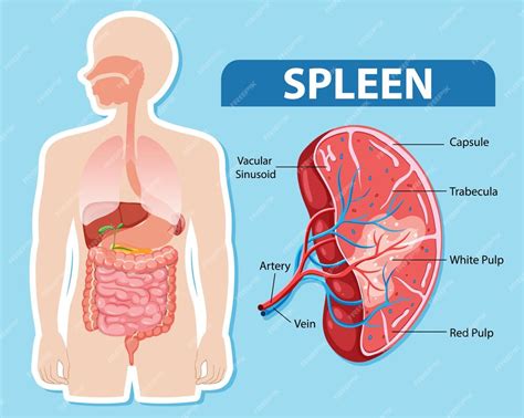 Free Vector Human Spleen Anatomy Illustration