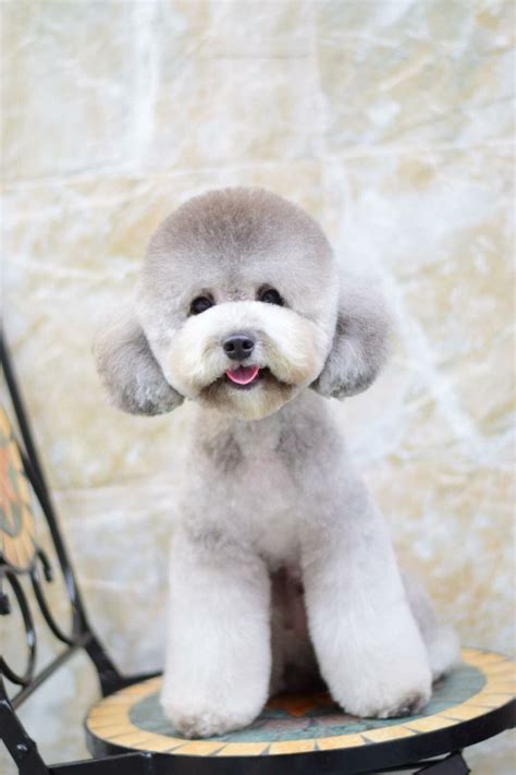 American Cocker Spaniel Suburban Field Trims Artofit